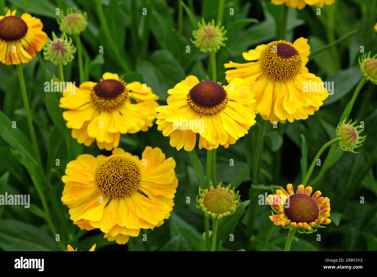 Helenium el dorado hi-res stock photography and images - Alamy