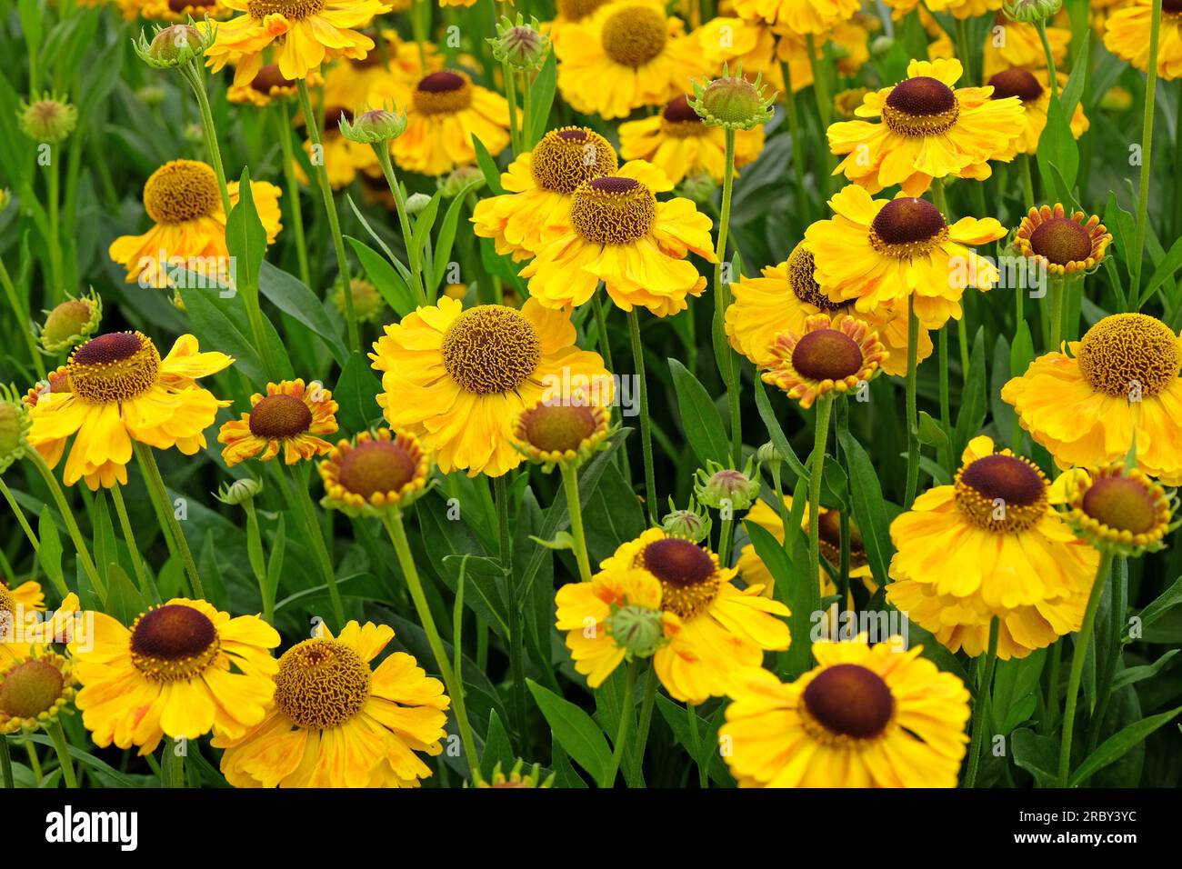 Helenium el dorado hi-res stock photography and images - Alamy