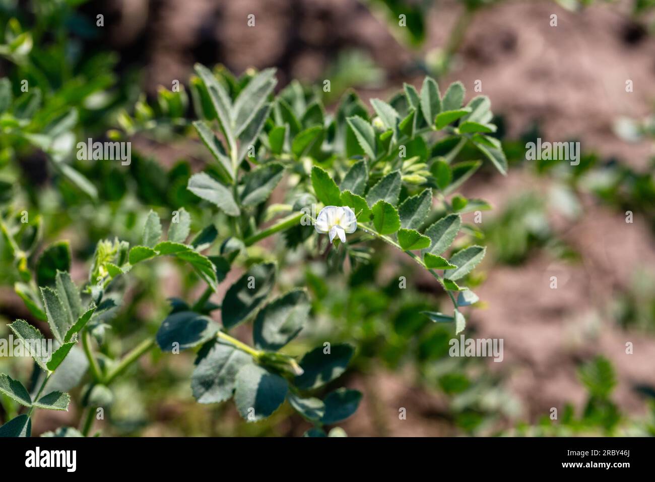 Chickpeas growing in an organic garden hi-res stock photography and ...
