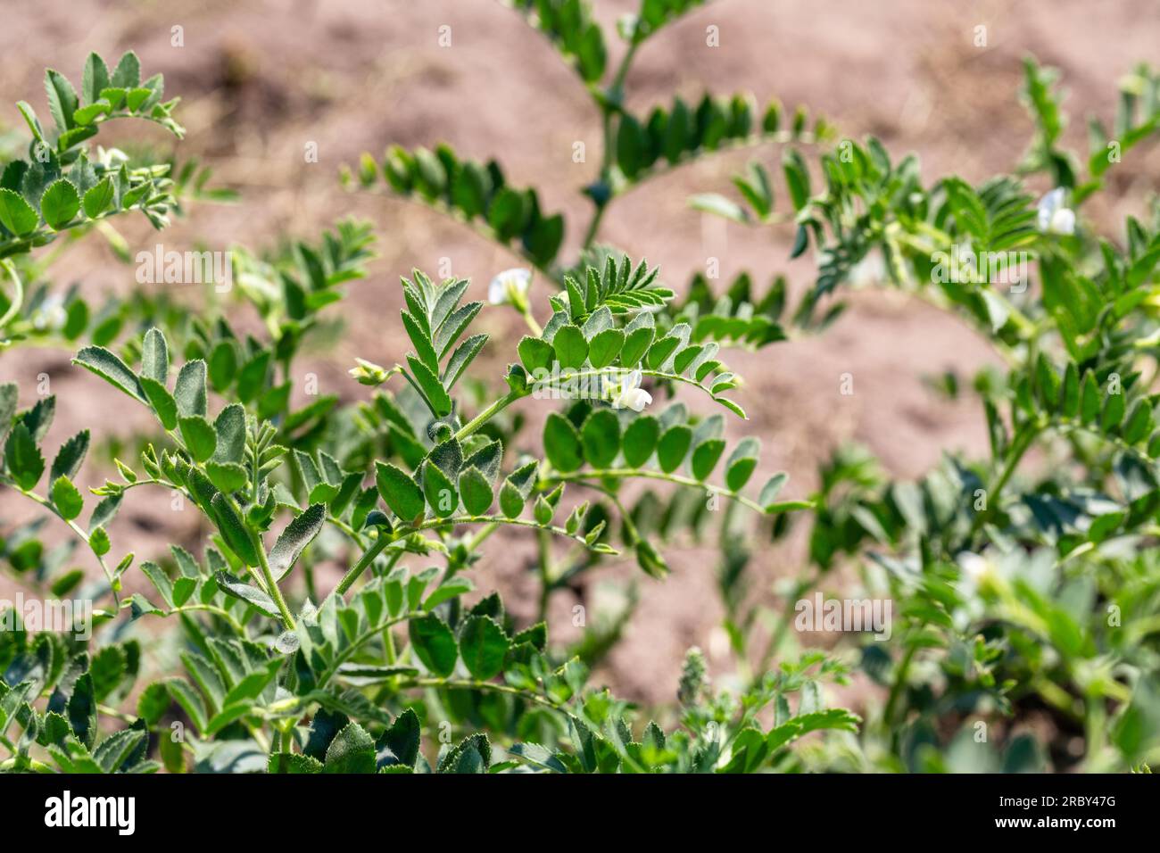 Chickpeas growing in an organic garden hi-res stock photography and ...
