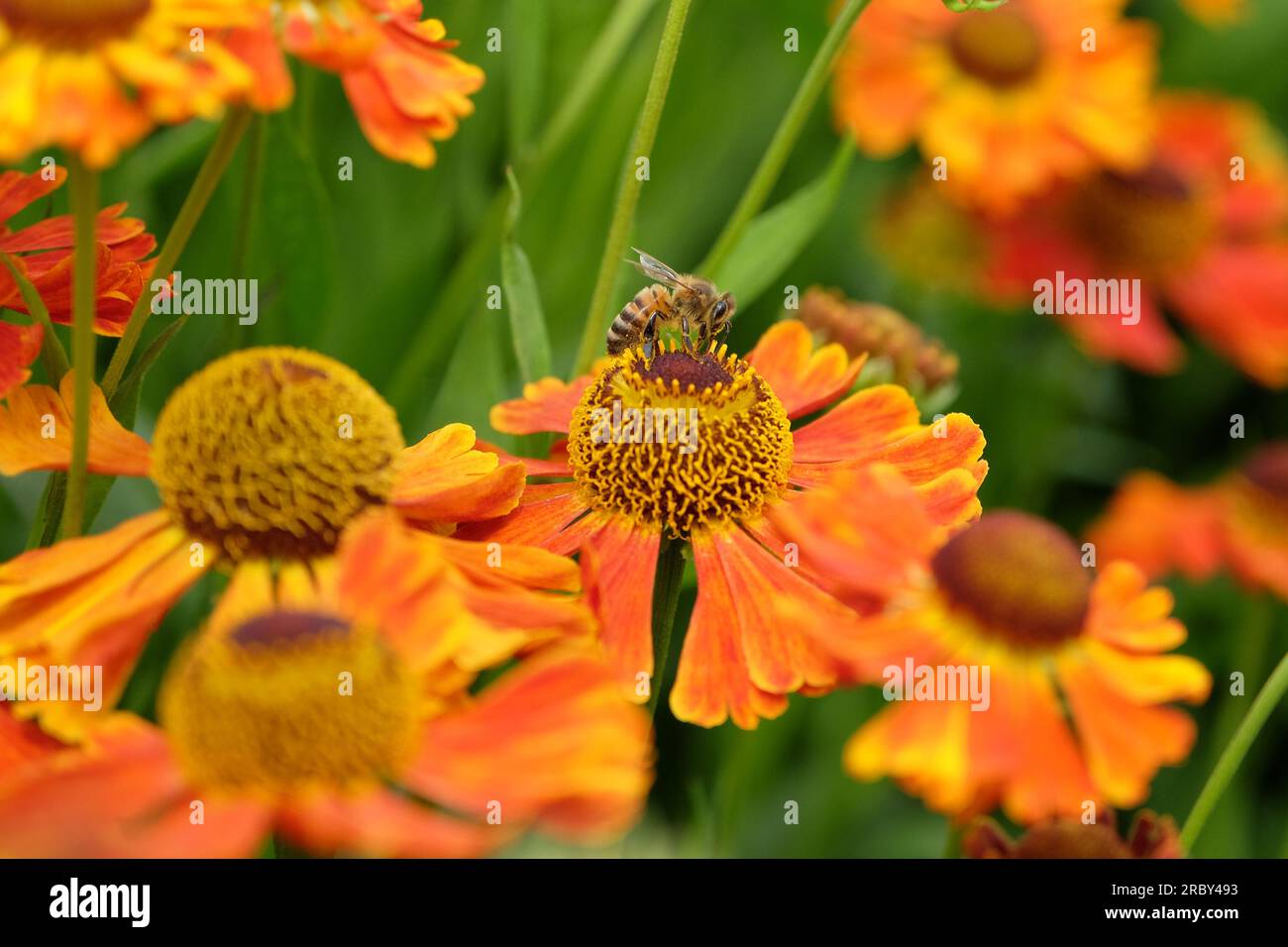 Waltraut hi-res stock photography and images - Alamy