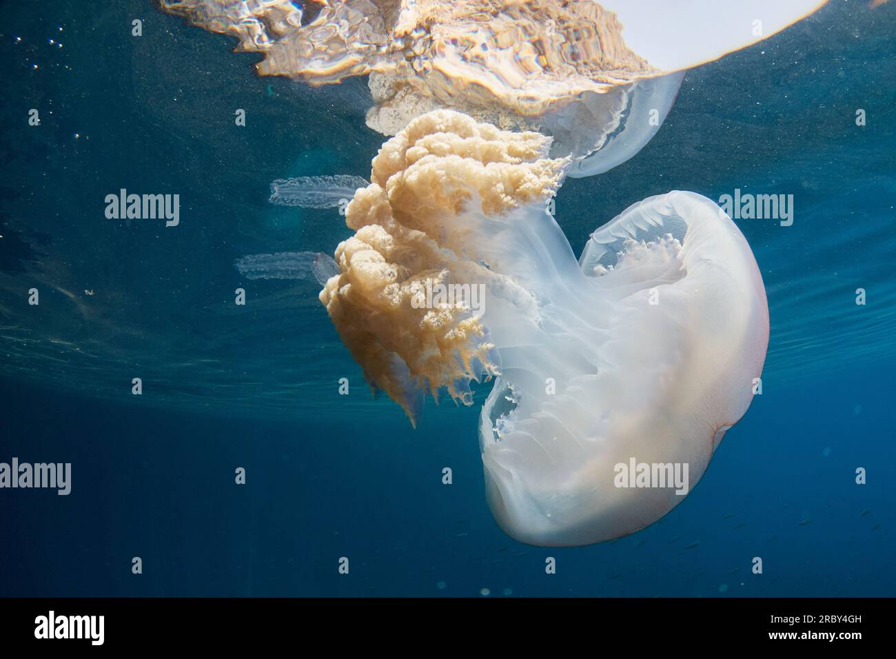 Giant barrel jellyfish - rhizostoma luteum Stock Photo - Alamy