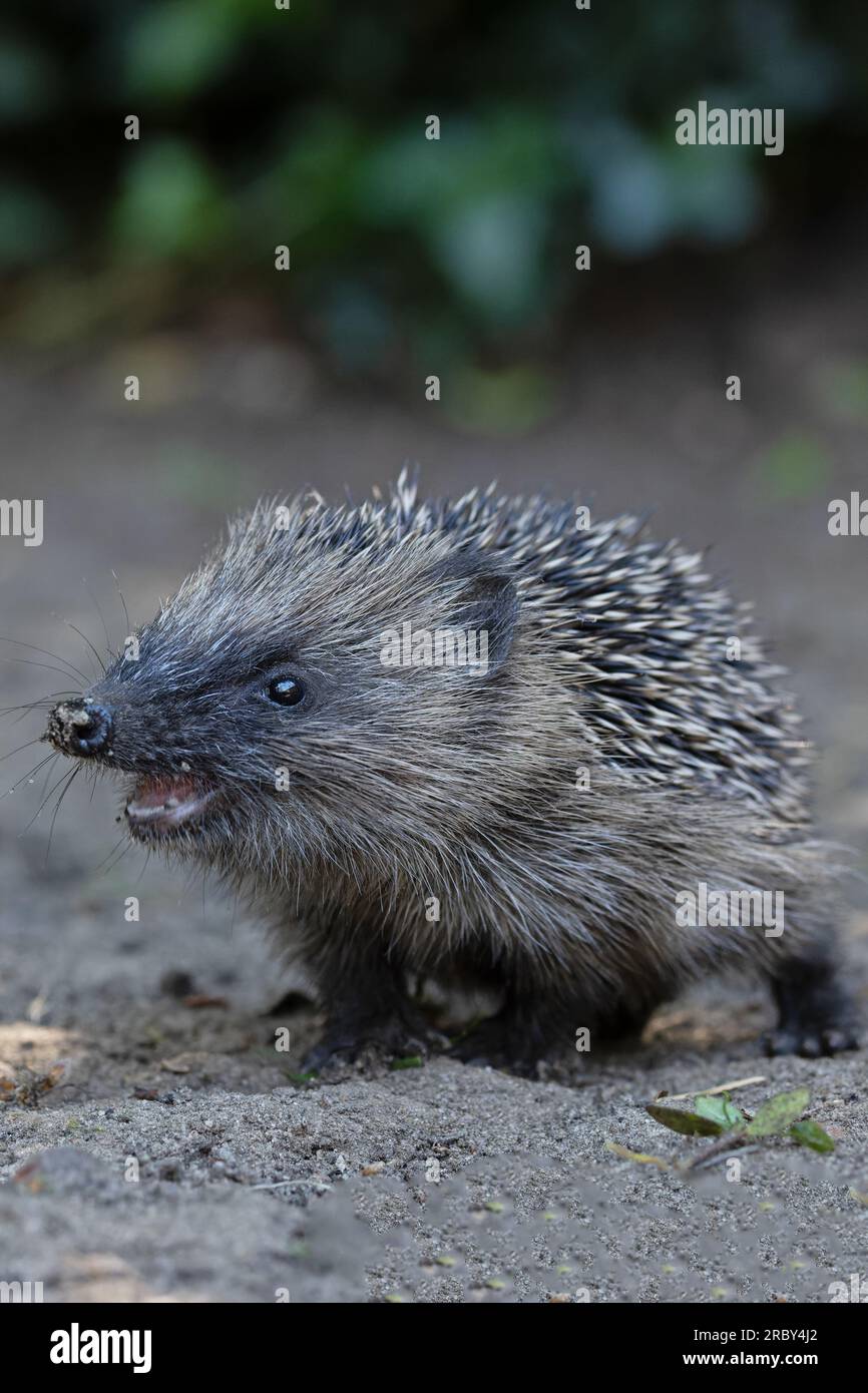 European hedgehog mouth hi-res stock photography and images - Alamy