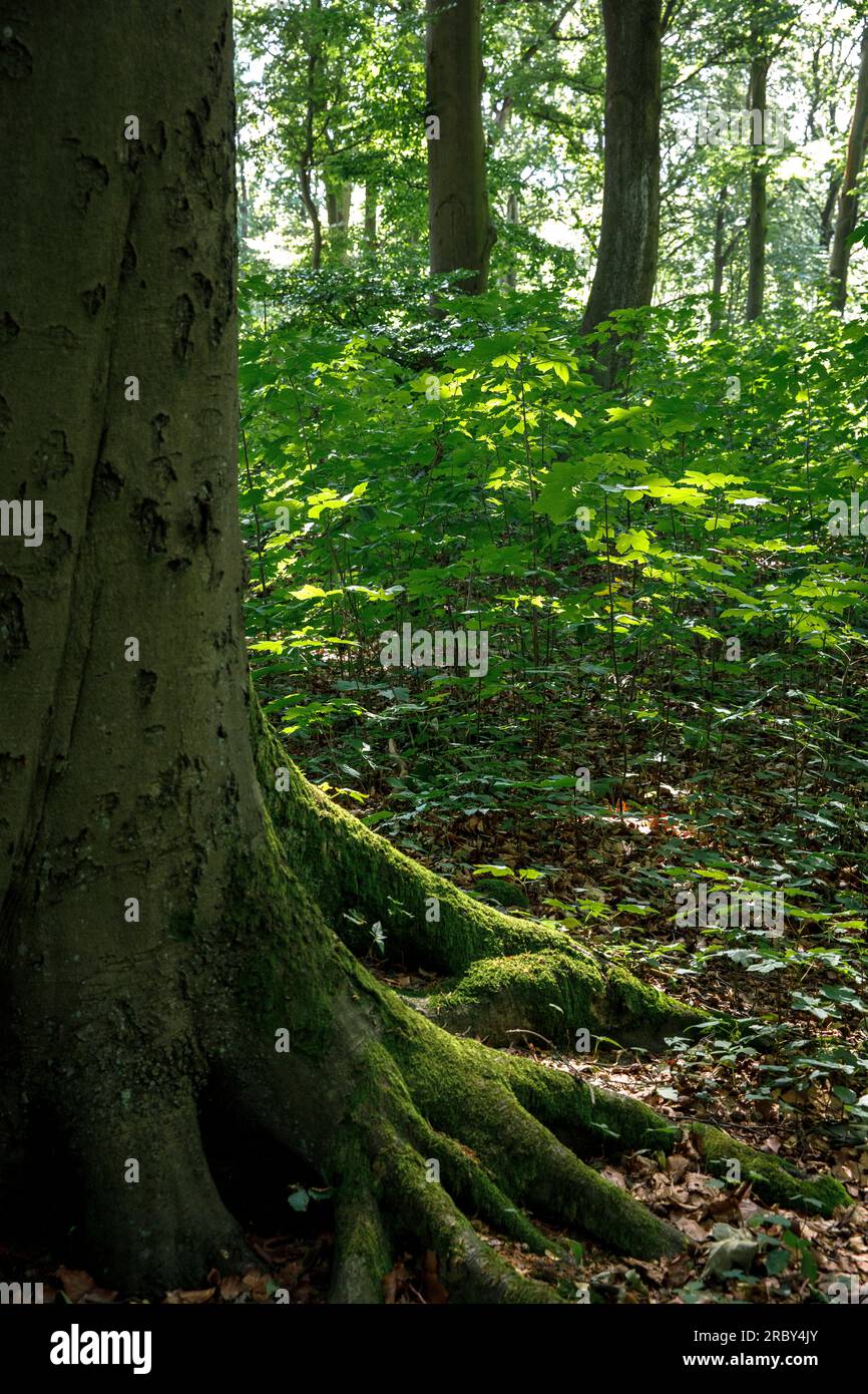 Ahonbaume hi-res stock photography and images - Alamy