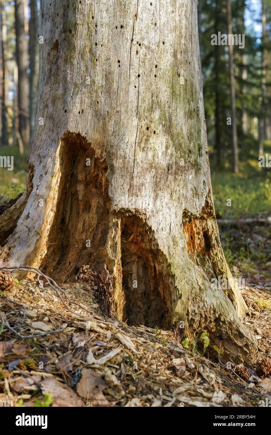 Old finnish forest hi-res stock photography and images - Alamy