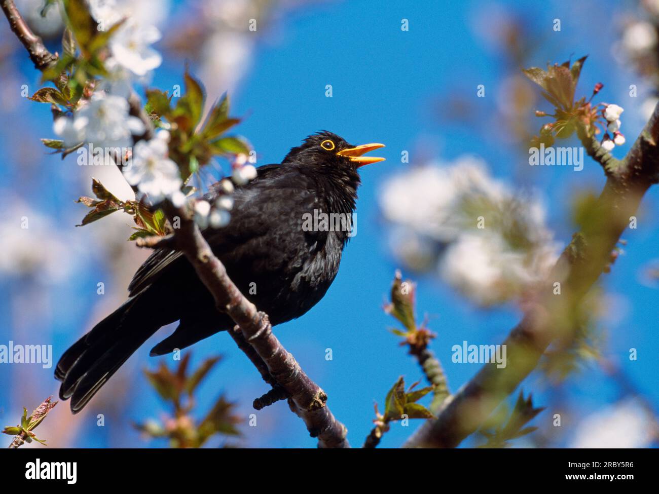 Blackbird (Turdus merula) male singing in cherry tree, Berwickshire ...