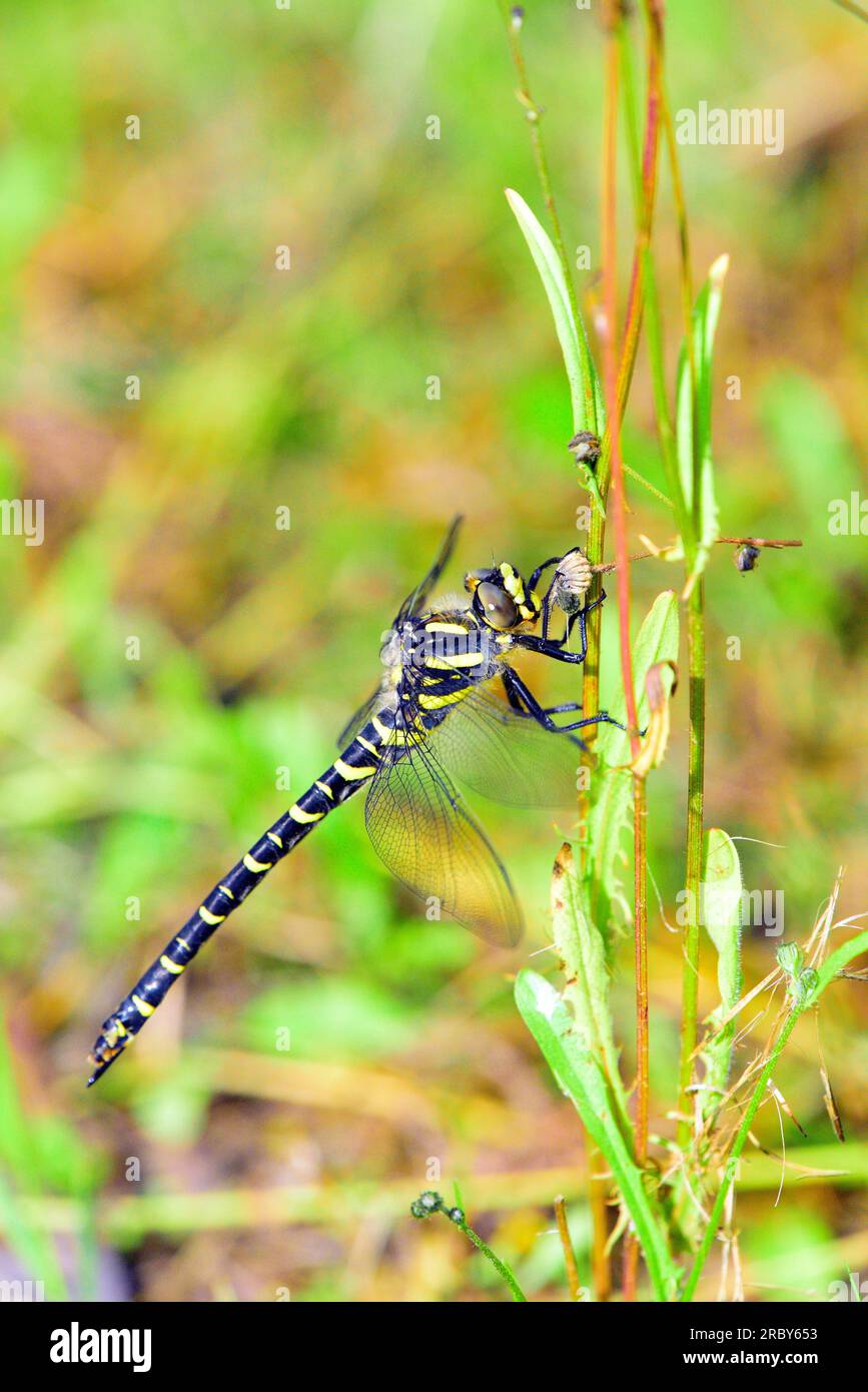 Golden-ringed dragonfly at Callander Scotland Stock Photo - Alamy