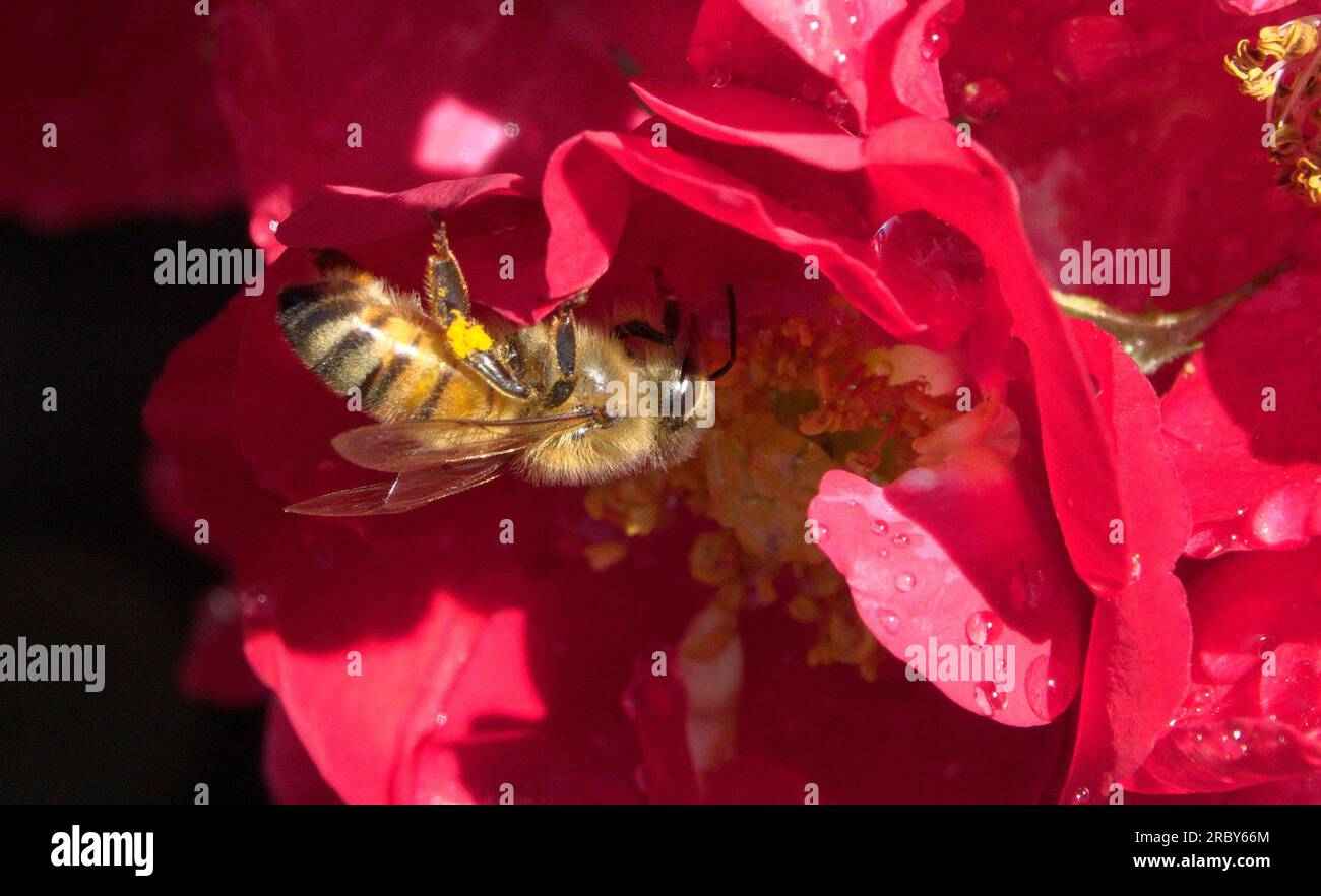 A honey bee taking pollen from the bloom of a rose in an urban garden ...