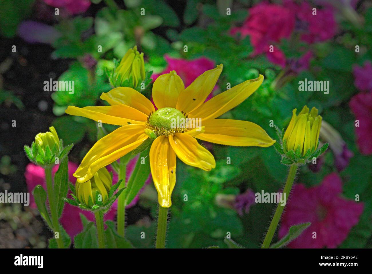 The bloom of a black-eyed Susan, or yellow ox-eye daisy, growing in an ...