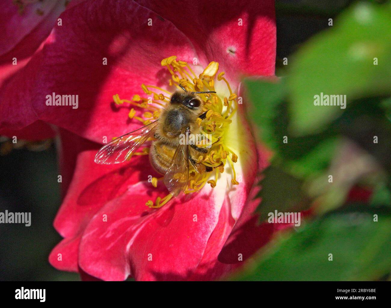 A honey bee taking pollen from the bloom of a rose in an urban garden ...