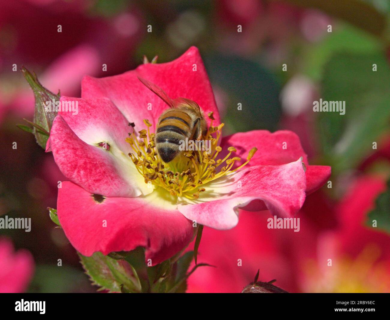 A honey bee taking pollen from the bloom of a rose in an urban garden ...