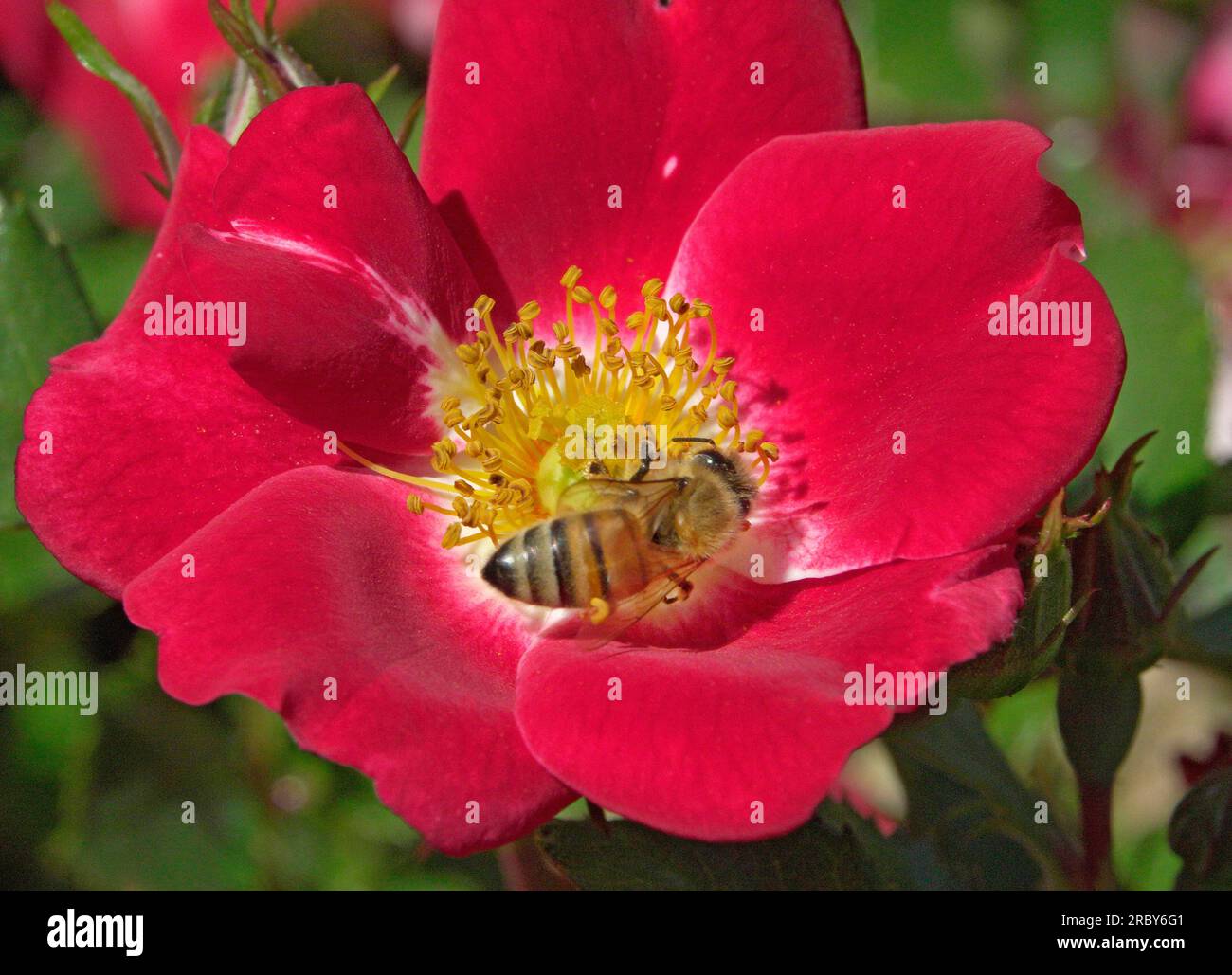 A honey bee taking pollen from the bloom of a rose in an urban garden ...