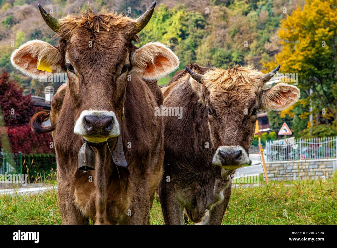 Italian red cattle hi-res stock photography and images - Alamy