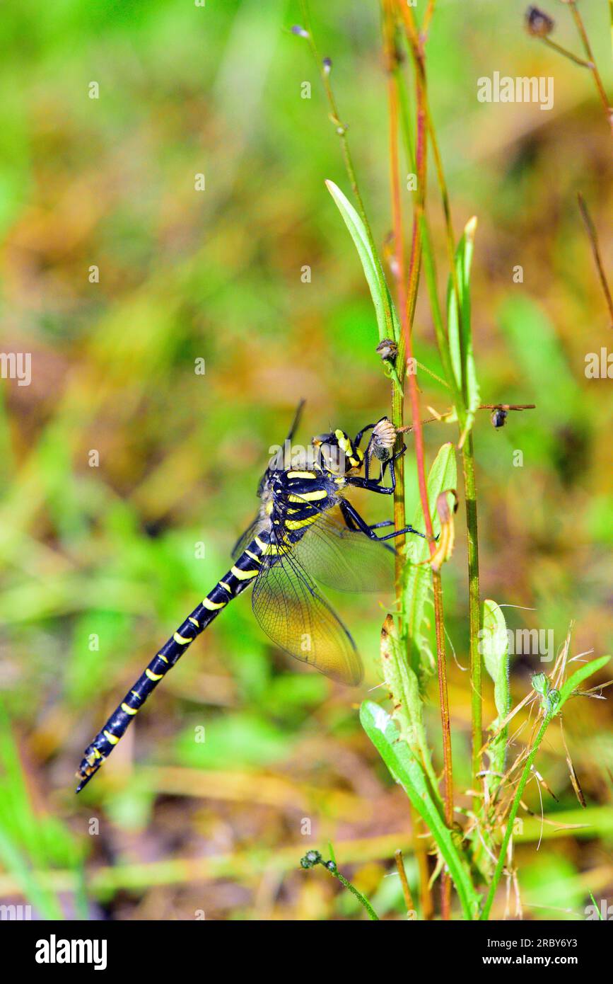 Golden-ringed dragonfly at Callander Scotland Stock Photo - Alamy