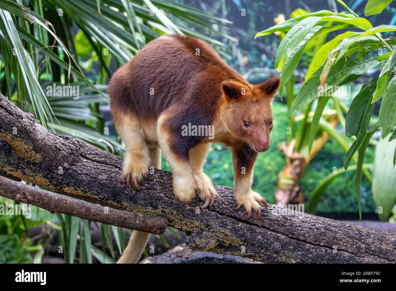 New guinea rainforest tree kangaroo hi-res stock photography and images ...