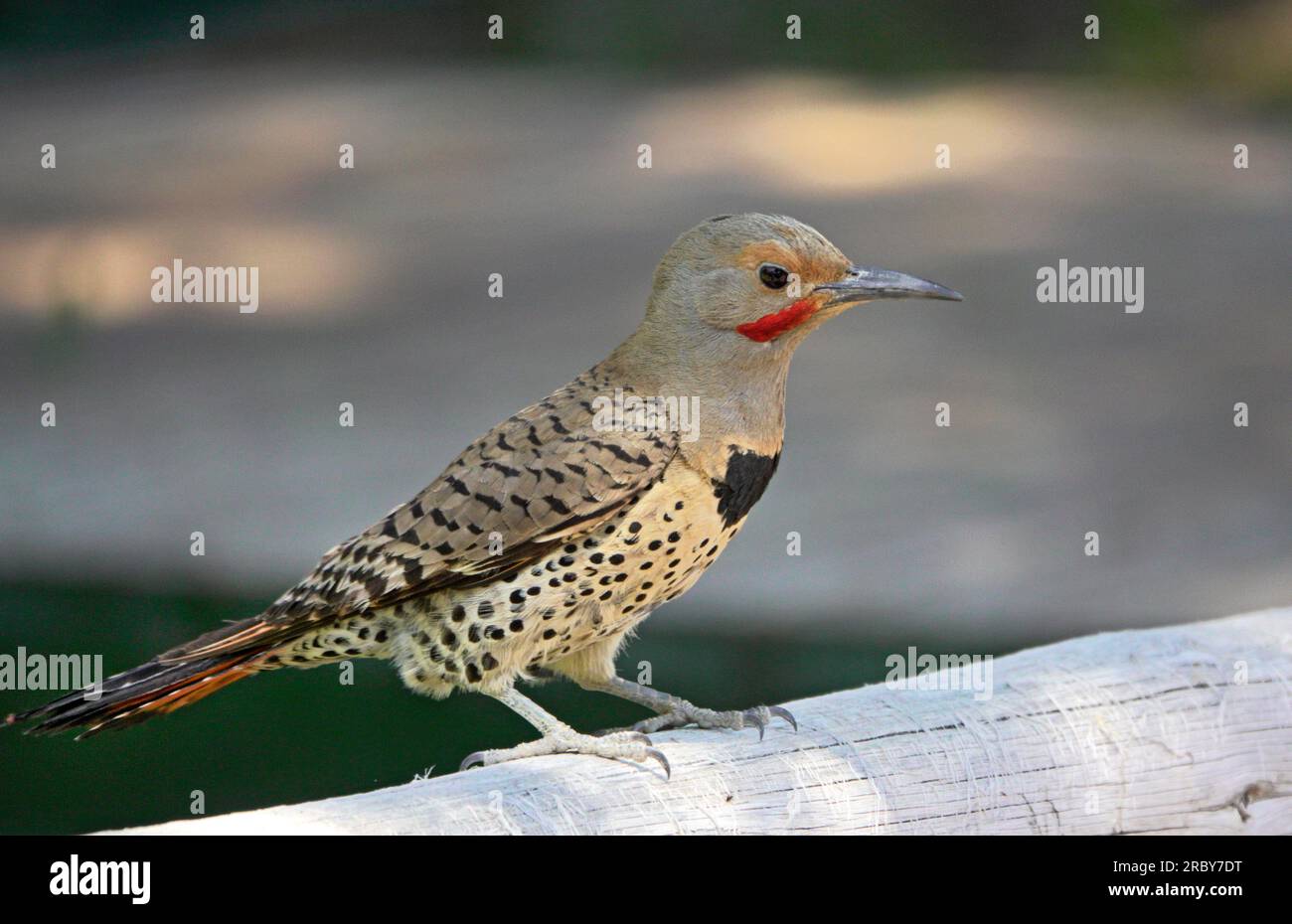 Portrait of a Northern Flicker. Colaptes auratus, also called a red ...