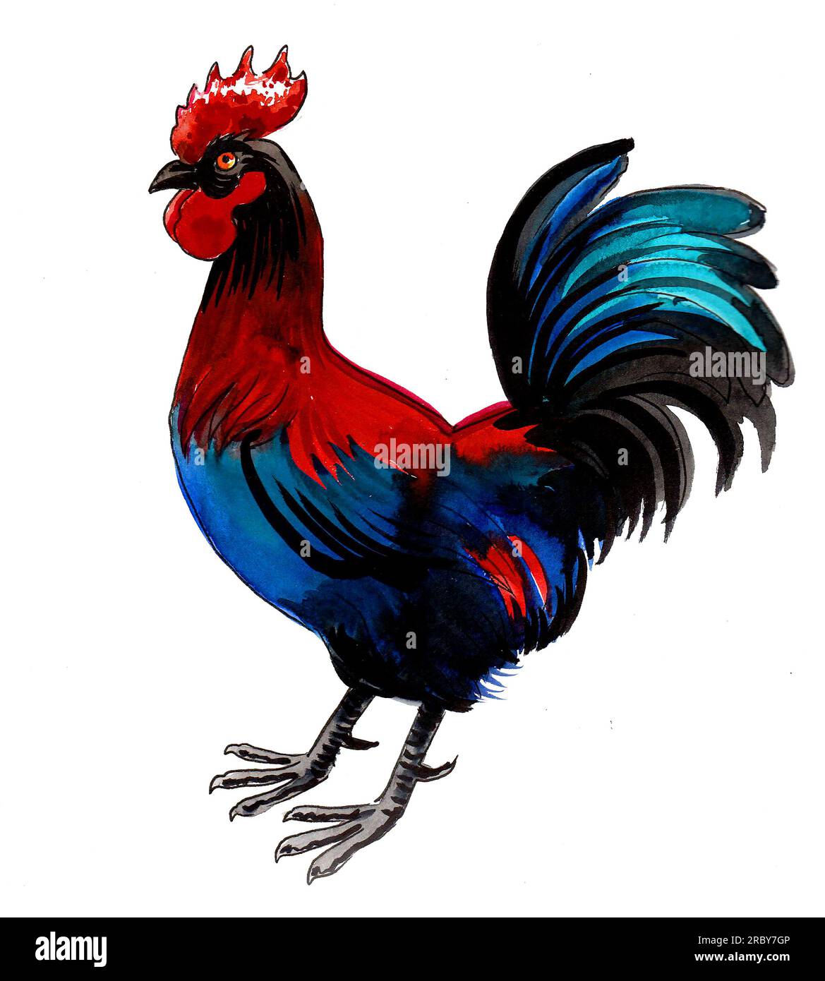 Colorful rooster bird. Ink and watercolor drawing Stock Photo - Alamy