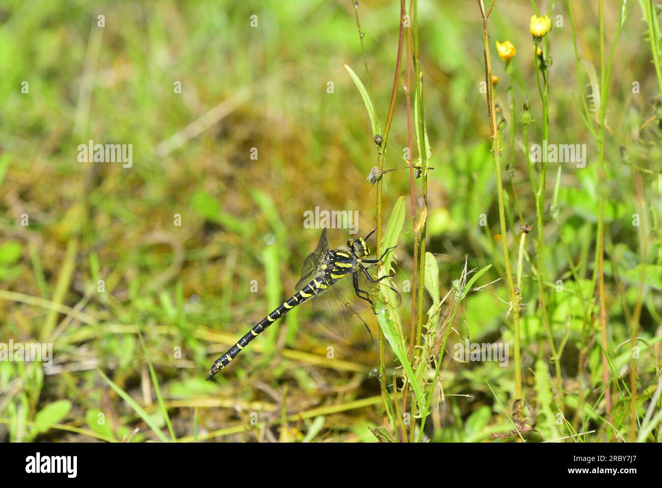 Golden-ringed dragonfly at Callander Scotland Stock Photo - Alamy