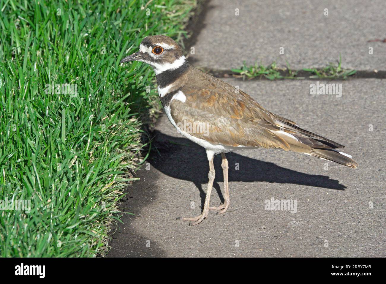 Portrait of a killdeer, Charadrius vociferus, in an urban setting in ...