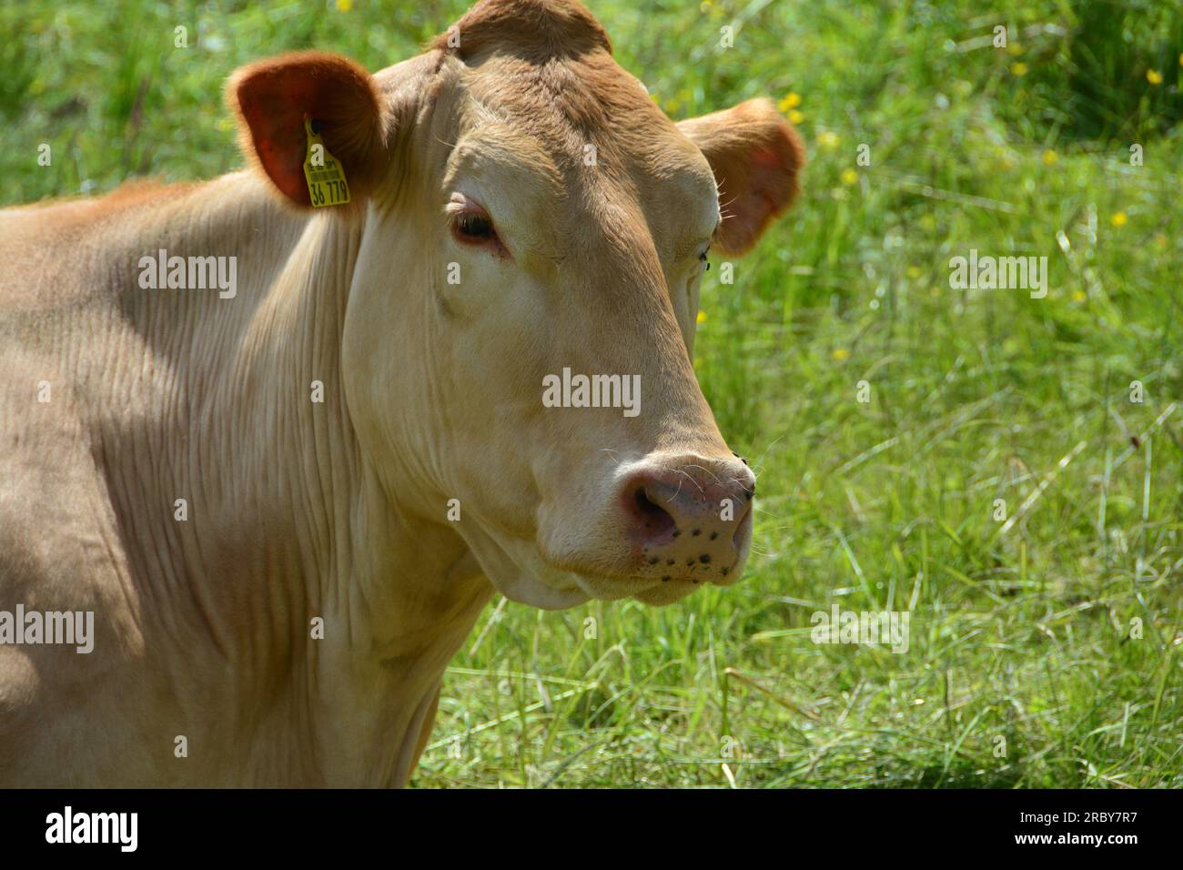 Friendly cow hi-res stock photography and images - Alamy