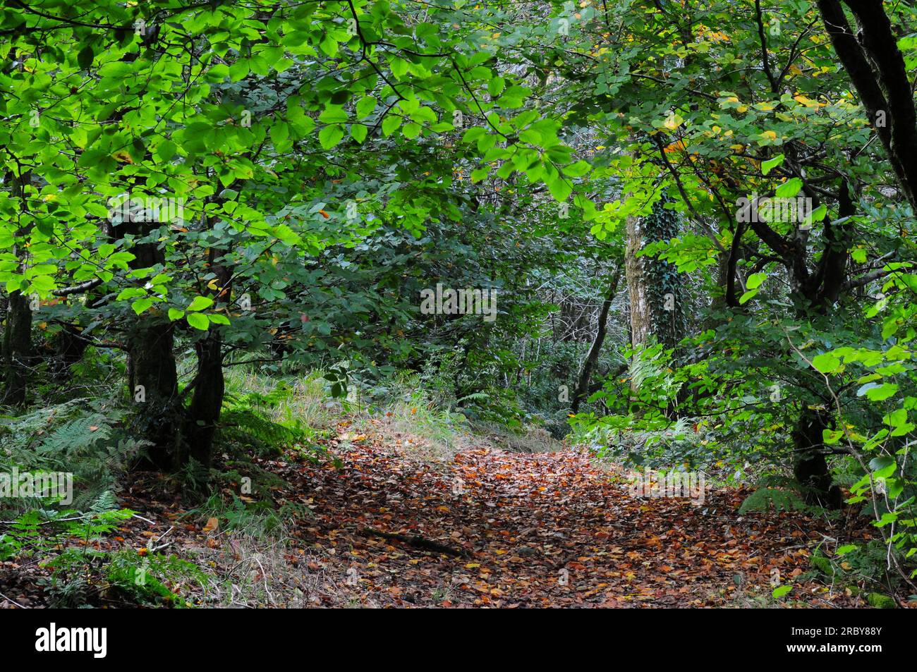 beech wood in summer Stock Photo - Alamy