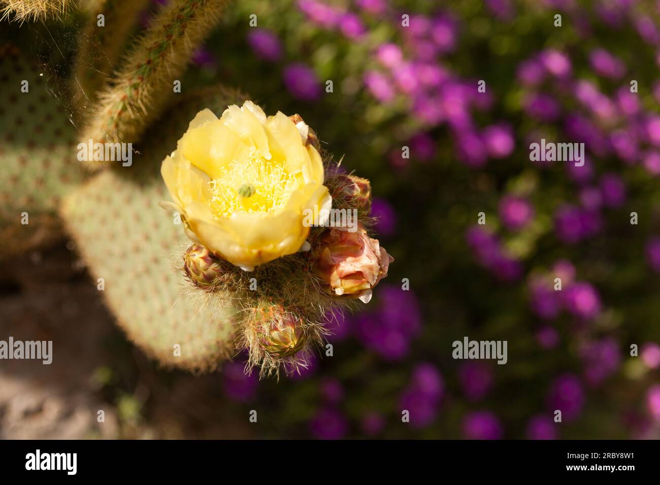 Vegetation yellow hi-res stock photography and images - Alamy