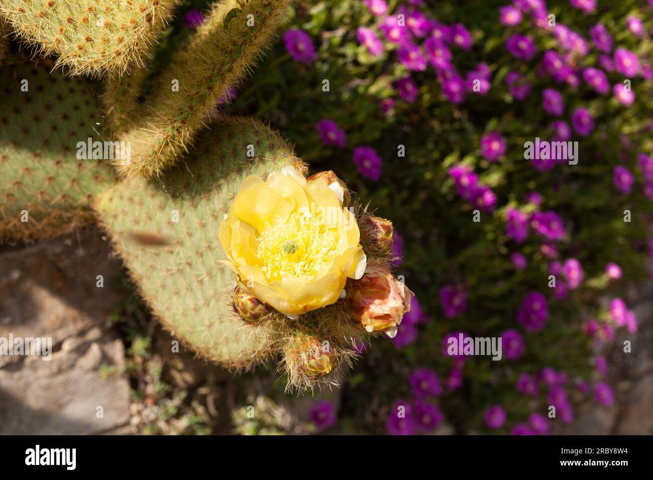 Yellow rose cactus hi-res stock photography and images - Alamy