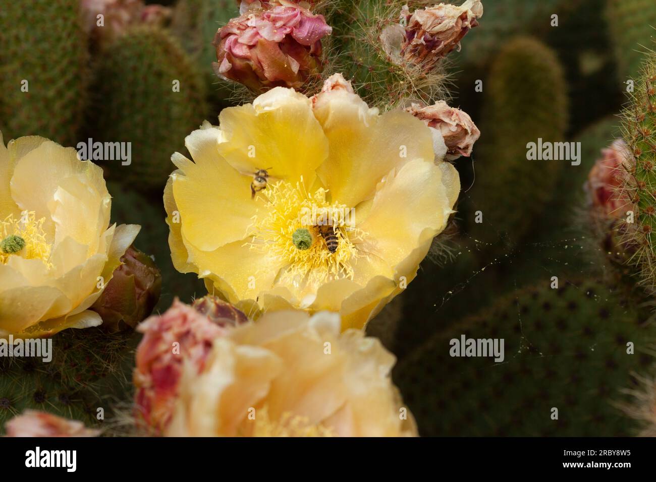 Close up of a bee on yellow cactus flower Stock Photo - Alamy