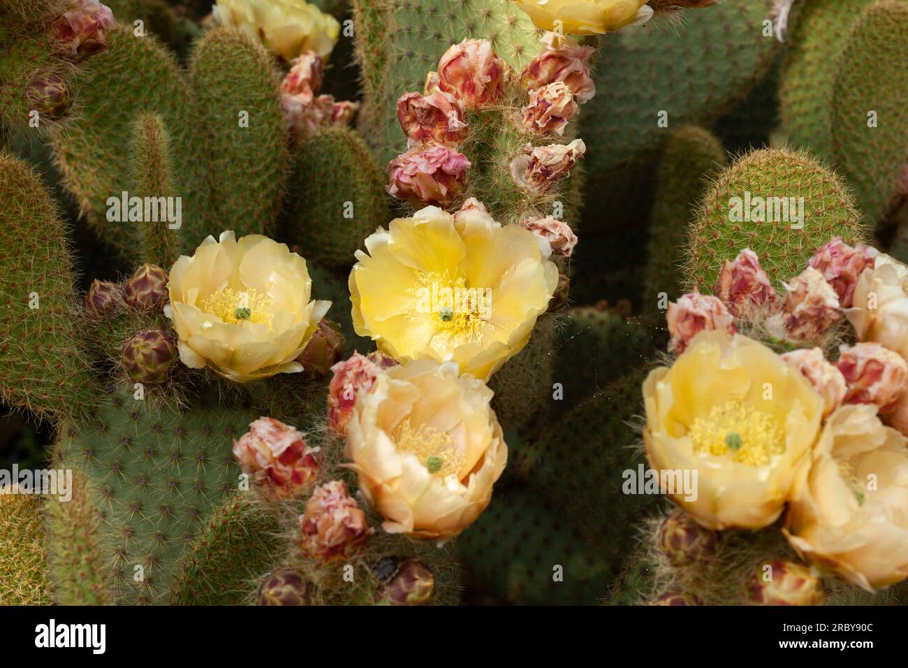 Vegetation yellow hi-res stock photography and images - Alamy