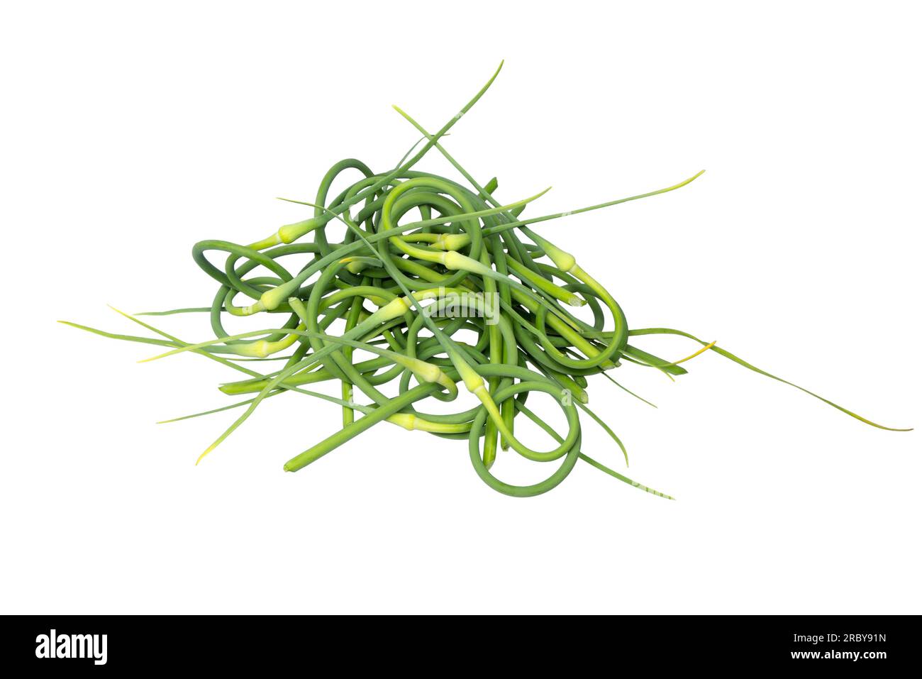Green stalks of garlic isolated on white background. The twisted stems ...