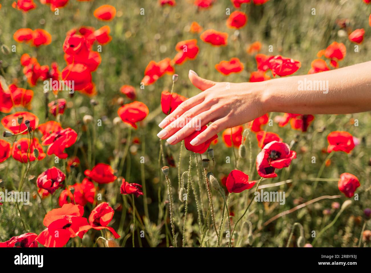 Woman hand poppies field. Close up of woman hand touching poppy flower ...