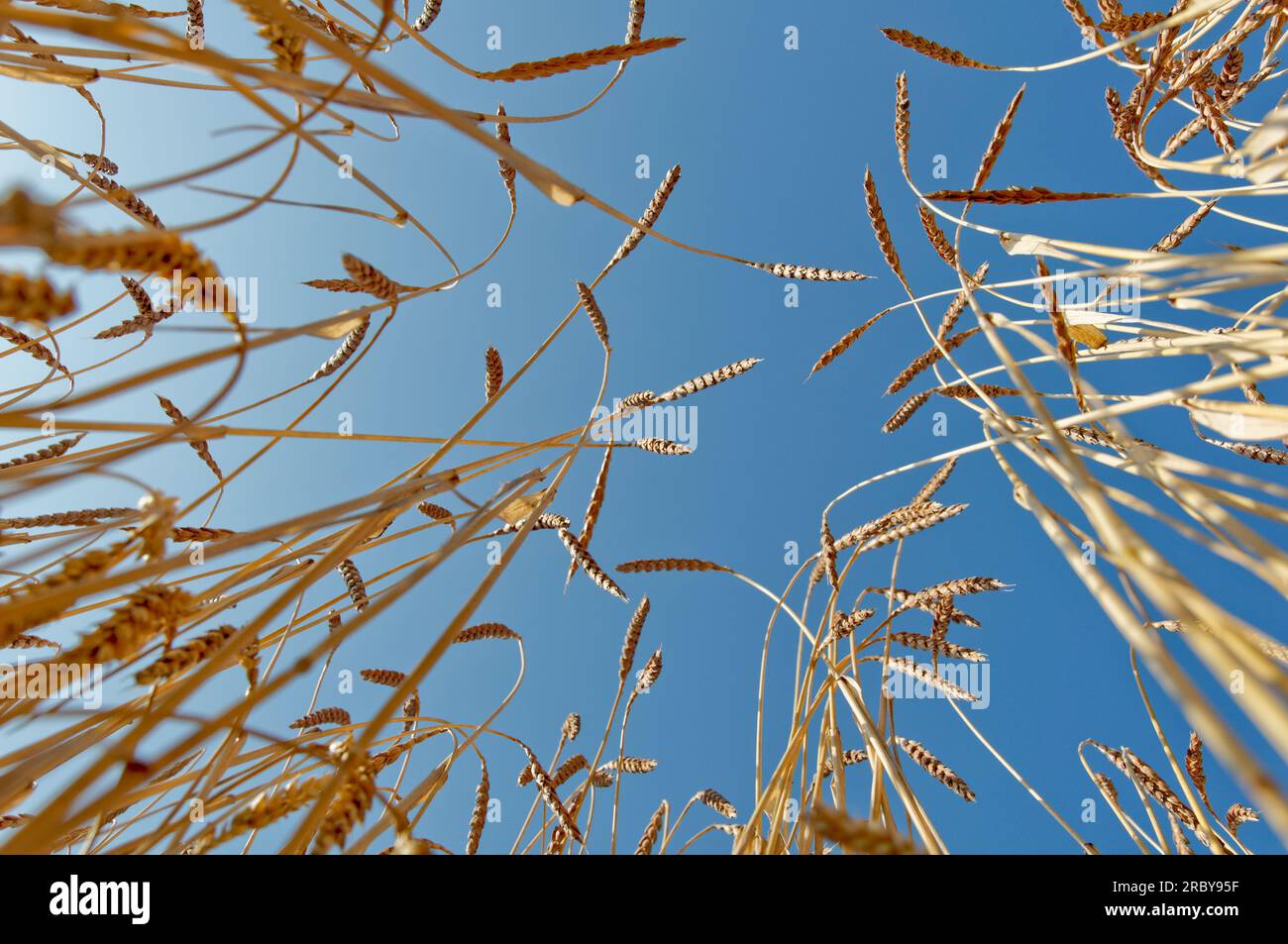 The Spelt (Triticum spelta) photographed from below Stock Photo - Alamy