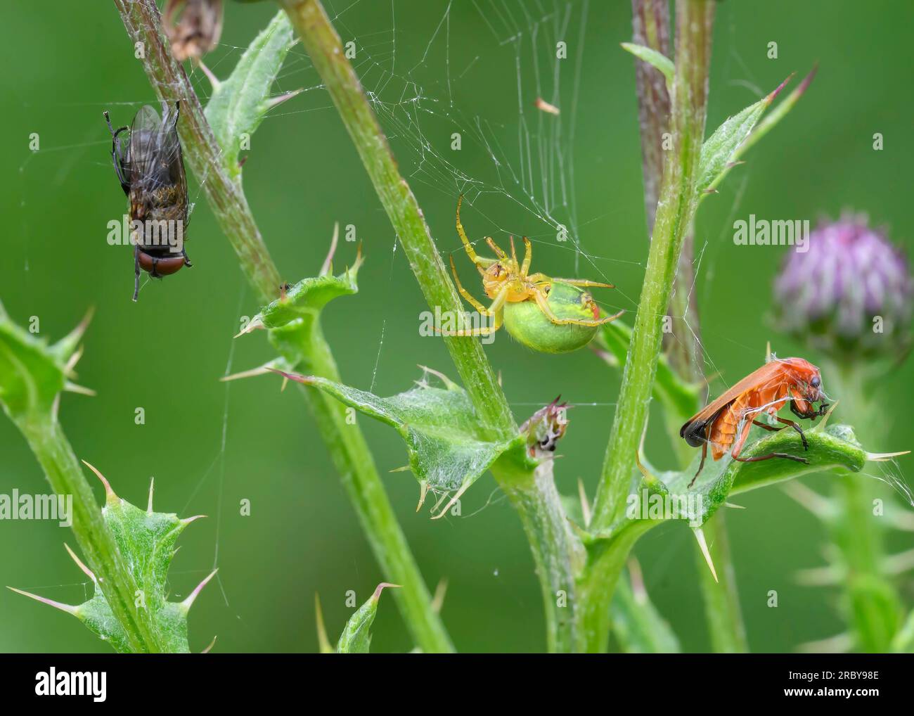Cucumber Spider (Araniella cucurbitina) with prey stuck in web ...