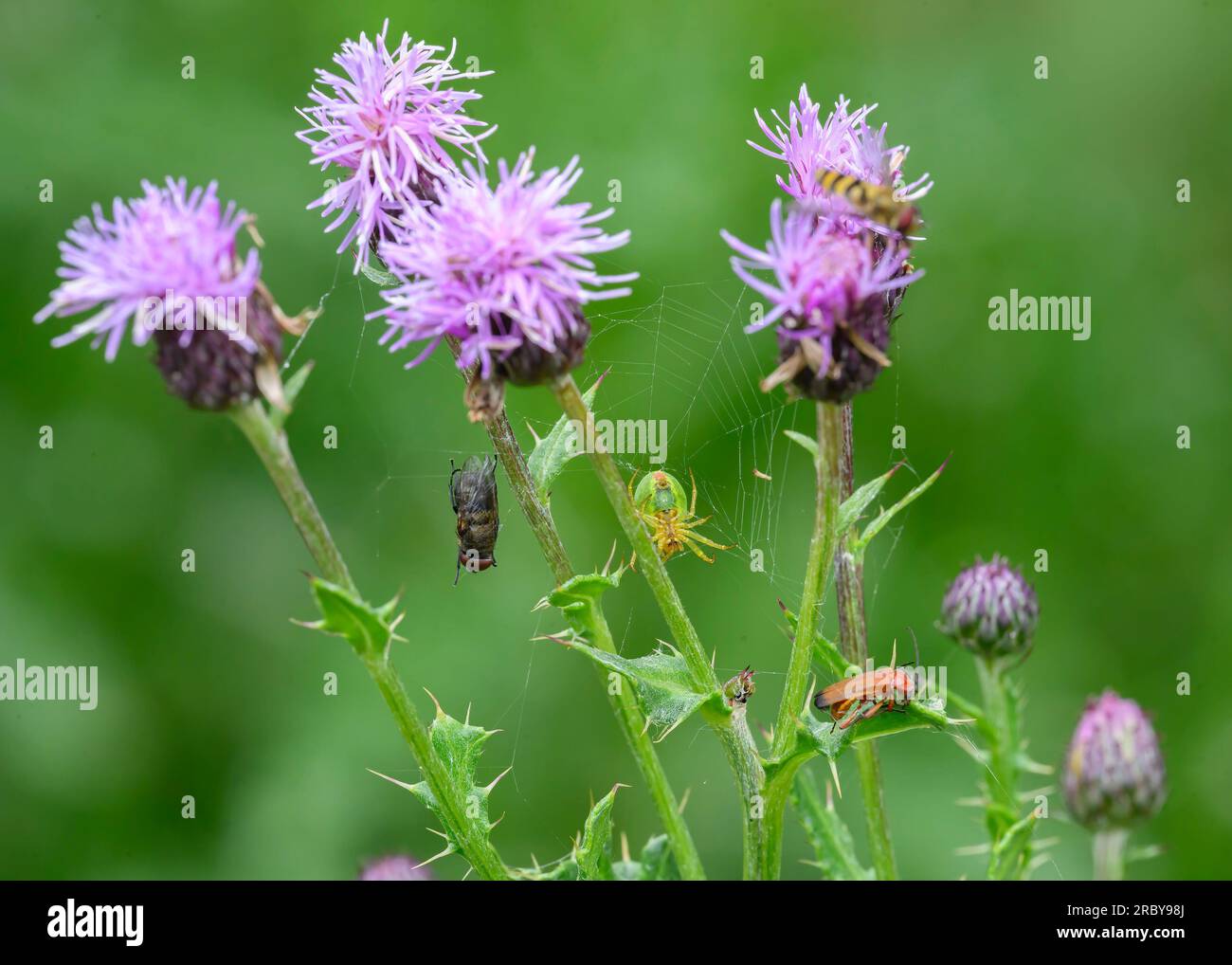 Cucumber Spider (Araniella cucurbitina) with prey stuck in web ...
