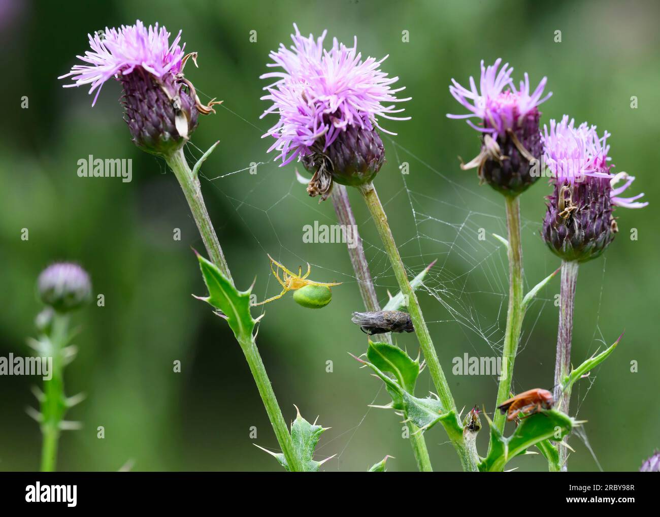Cucumber Spider (Araniella cucurbitina) with prey stuck in web ...