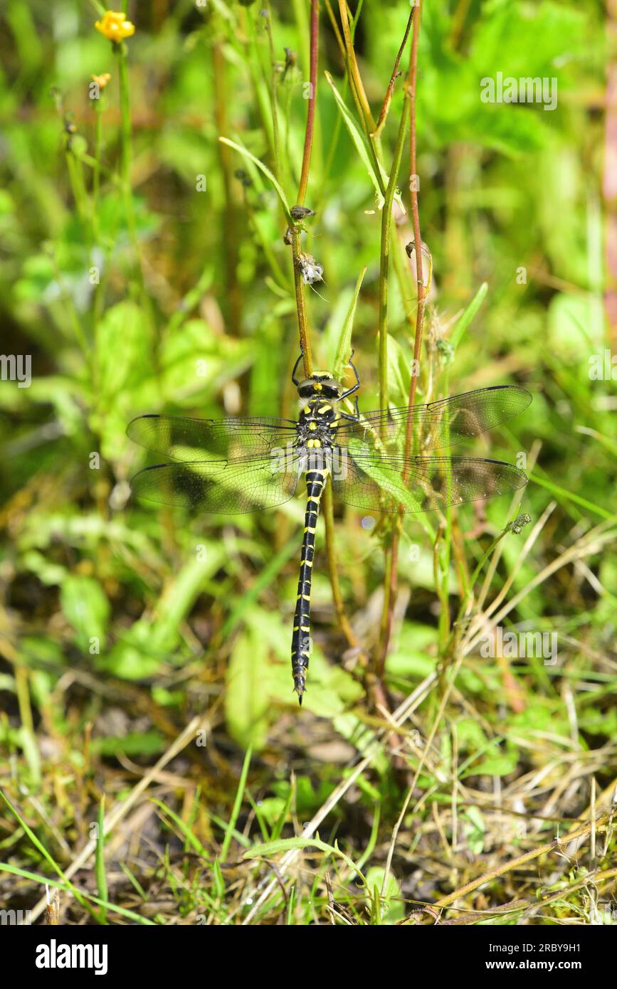 Golden-ringed dragonfly at Callander Scotland Stock Photo - Alamy