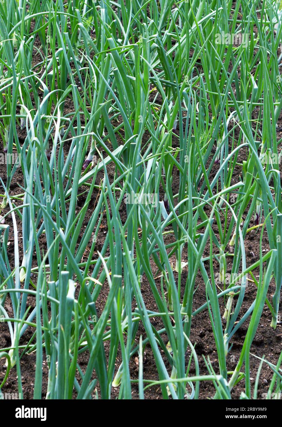 Green onion grows in the garden. Onion plant. Organic food Stock Photo ...