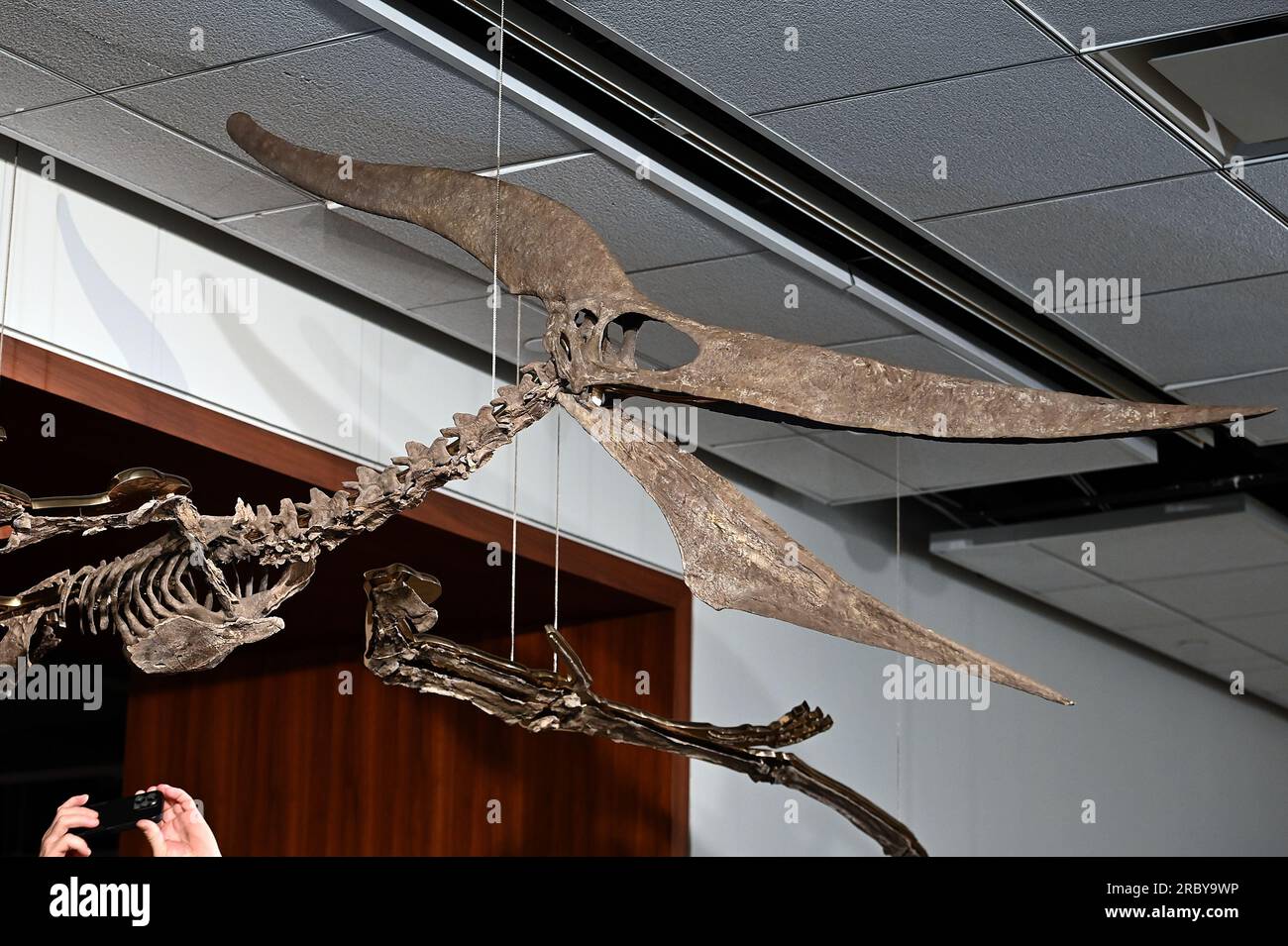 New York, USA. 10th July, 2023. View of a flying Pteranodon fossil ...