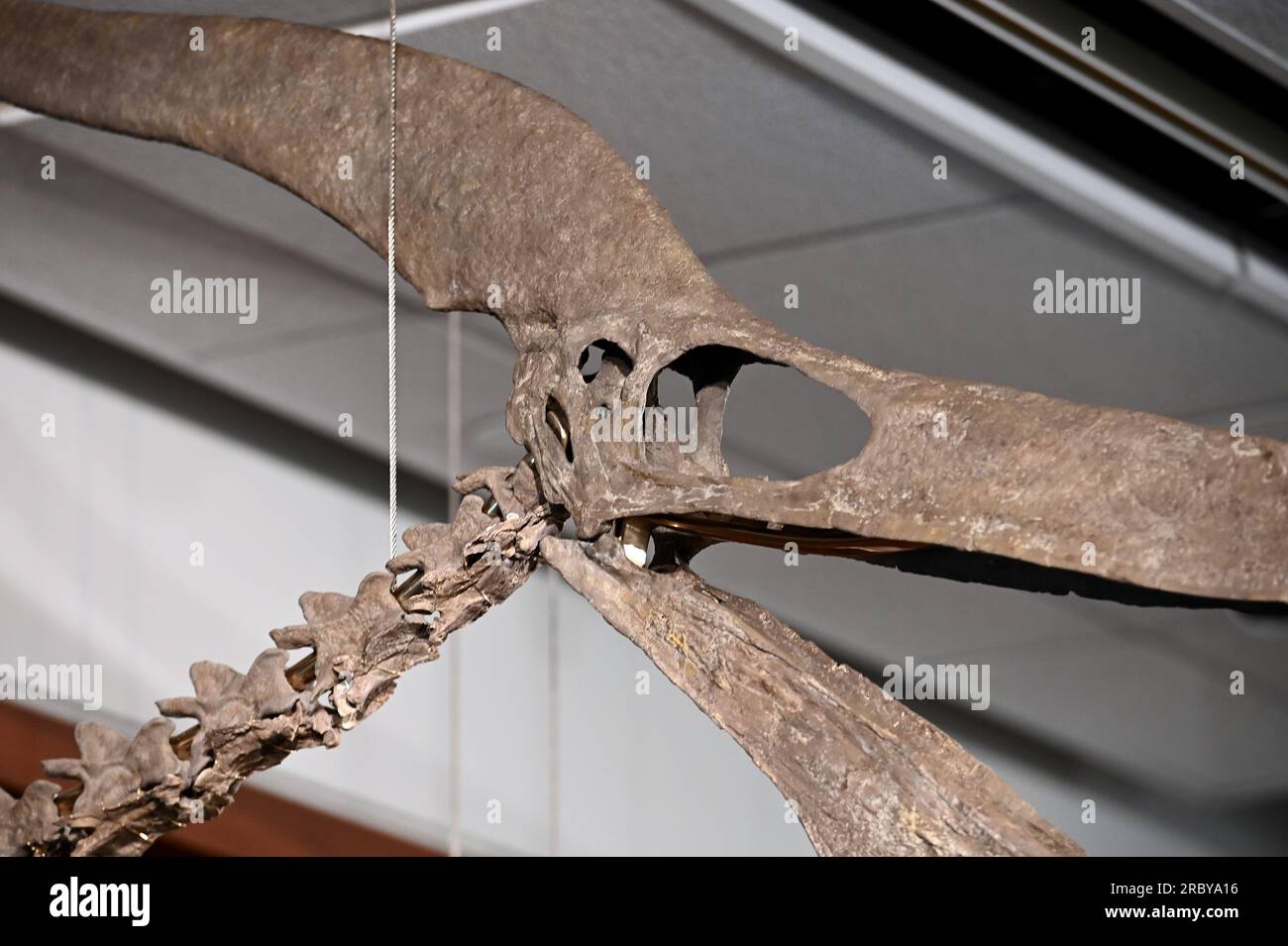 New York, USA. 10th July, 2023. View of a flying Pteranodon fossil ...
