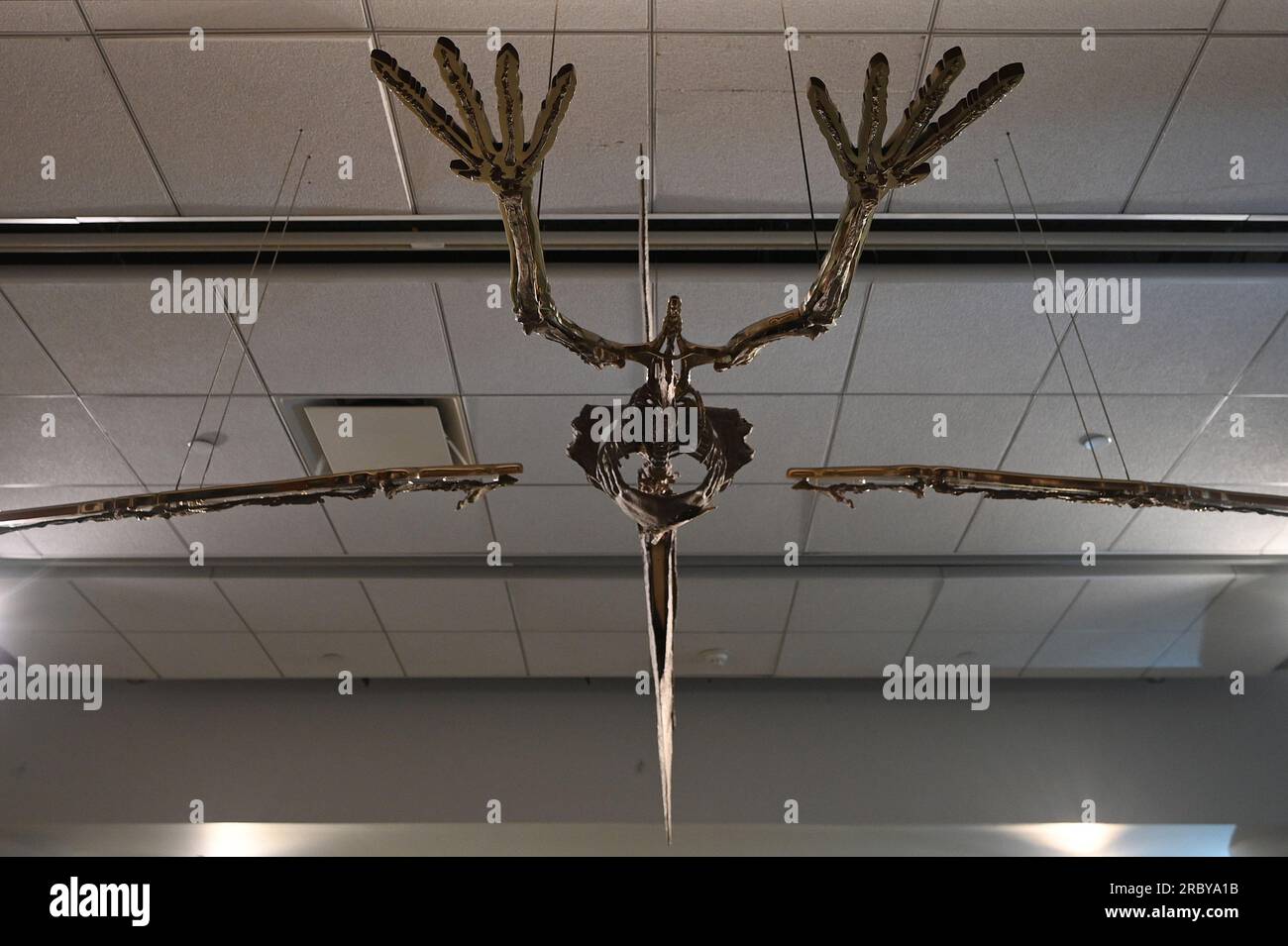 New York, USA. 10th July, 2023. View of a flying Pteranodon fossil ...