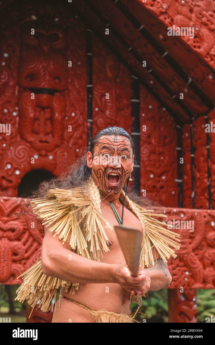 Maori Warrior in Traditional Costume, Rotorua, New Zealand, South ...