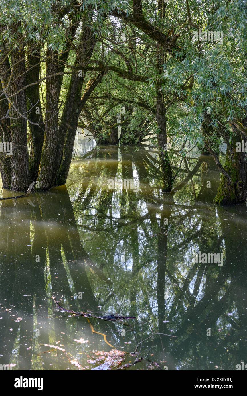 Reflections on the flooded banks of the Sava river near Lonja in the ...