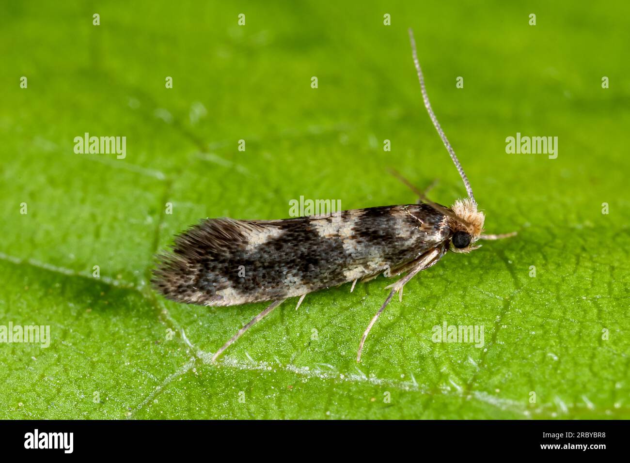 Small timber clothes moth hi-res stock photography and images - Alamy