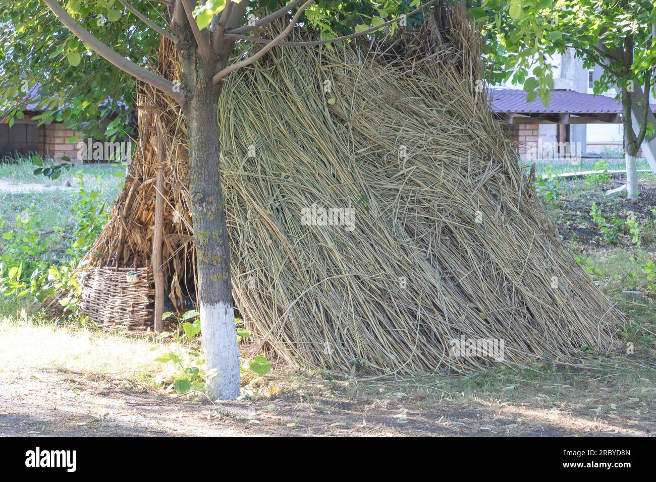 A hut made of dry hay under the shade of trees Stock Photo - Alamy