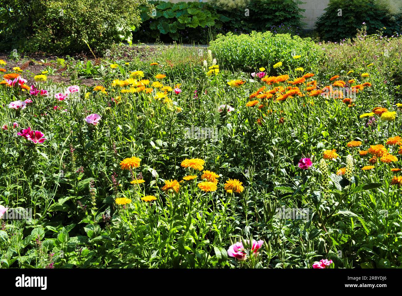 Marigolds (Tagetes) and Clarkia amoena syn. Godetia amoena (satin ...