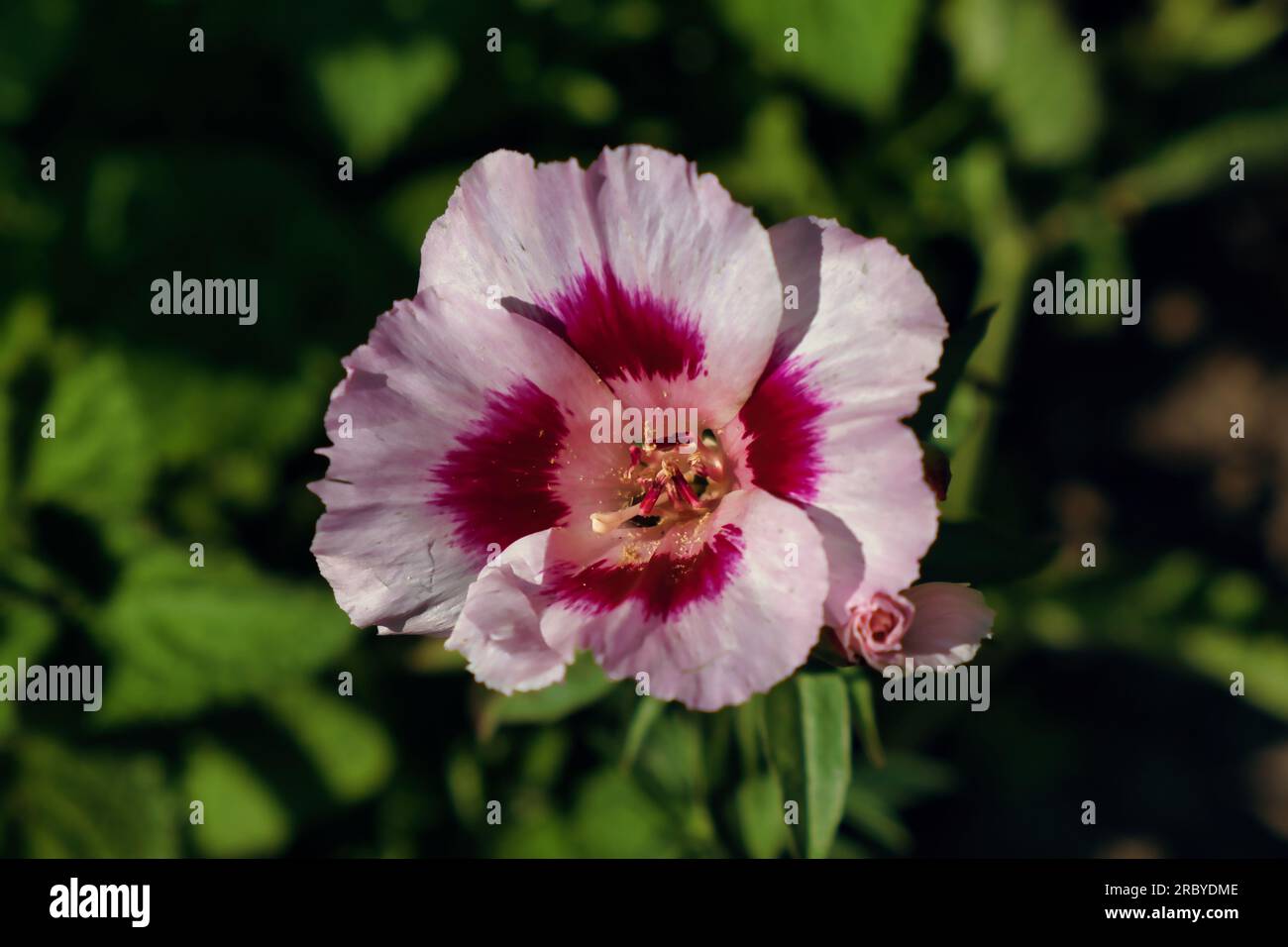 Close-up of a flower of Clarkia amoena syn. Godetia amoena (satin ...