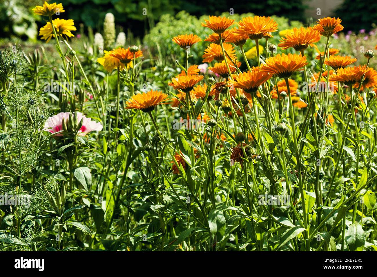 Marigolds (genus Tagetes) in a natural garden, low camera standpoint ...