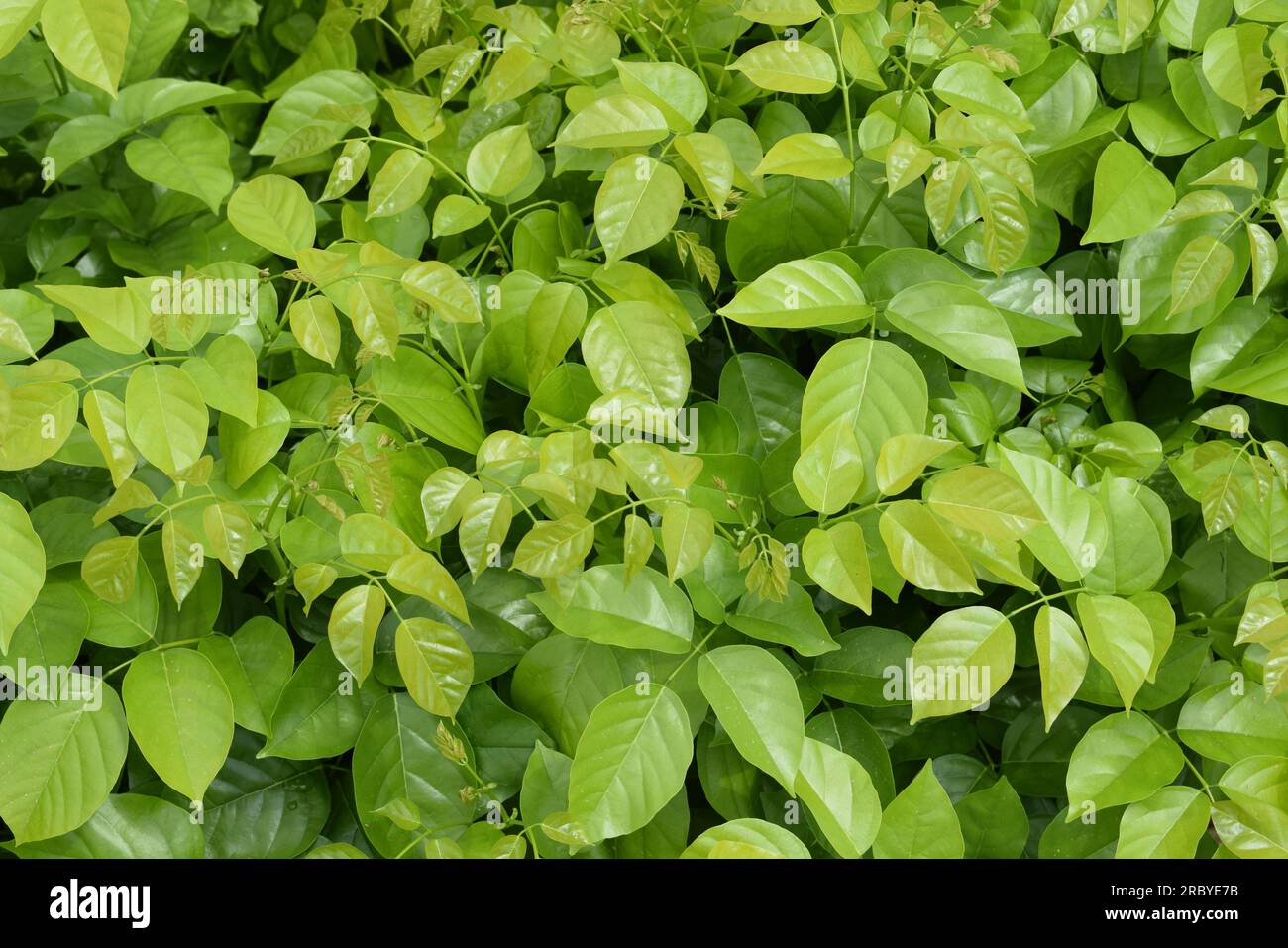 Fresh green leaves seamless pattern. Indian beech tree leaves growing ...