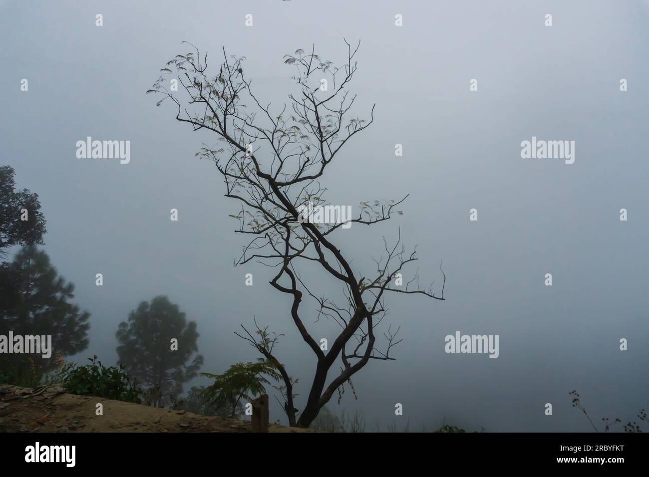 Trees beside valley filled with fog and mist. Beautiful monsoon on ...