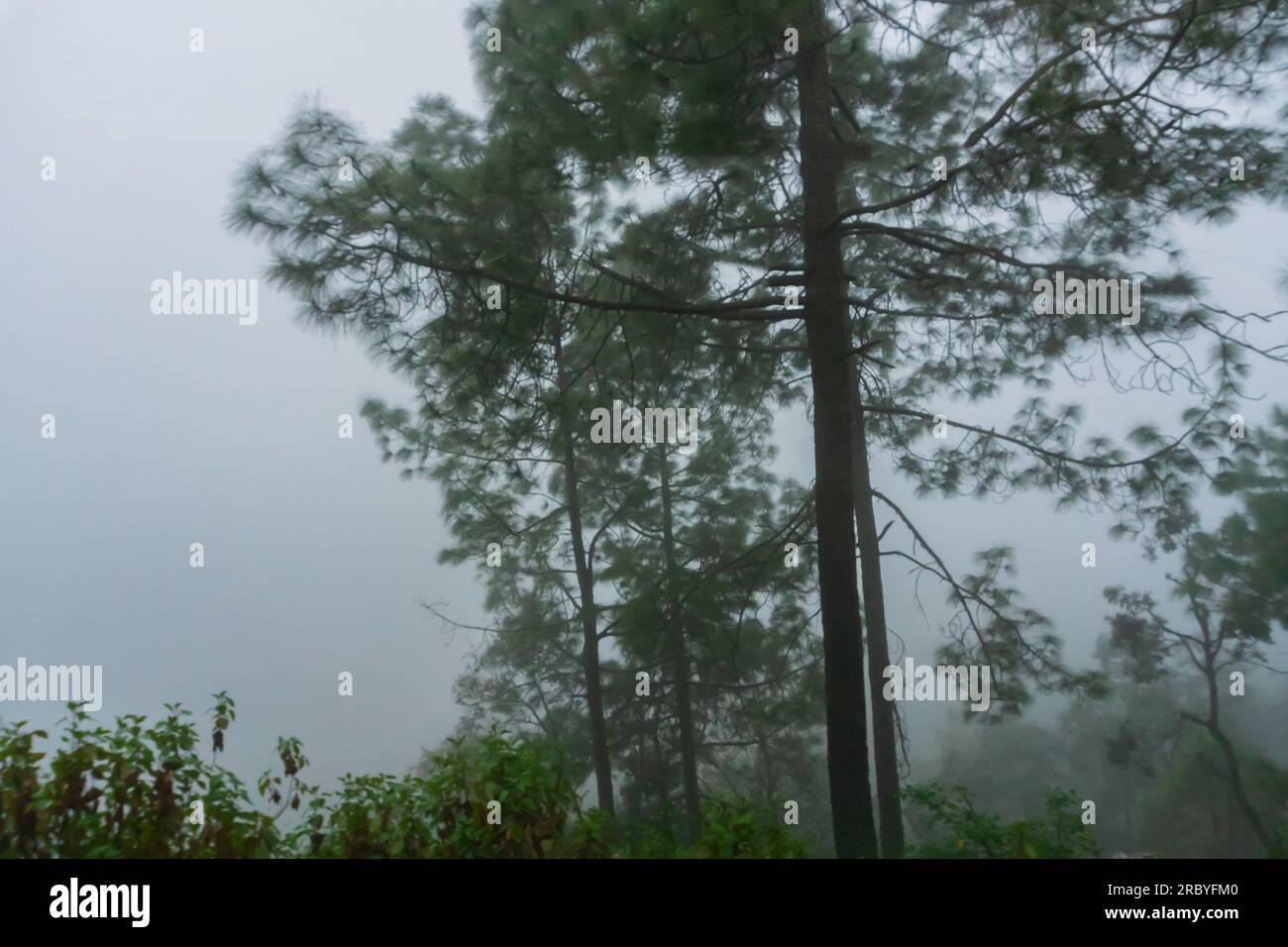 Trees beside valley filled with fog and mist. Beautiful monsoon on ...